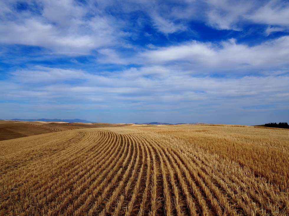 Wheat Field In Pullman, Washington • In Locamotion